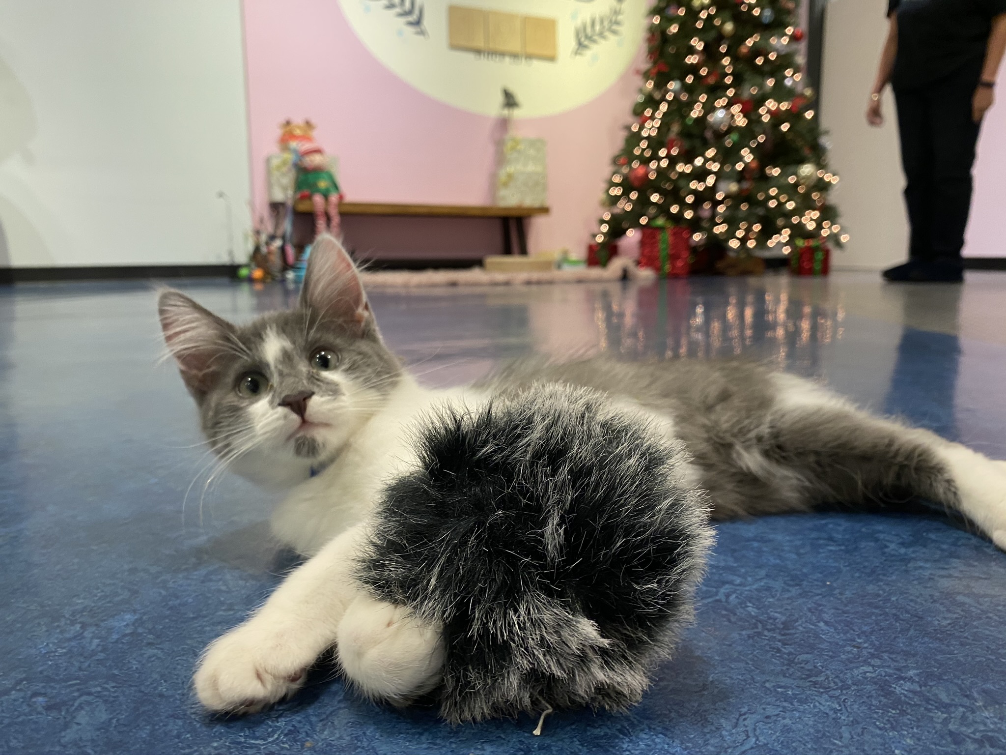 Donate – Mini Cat Town