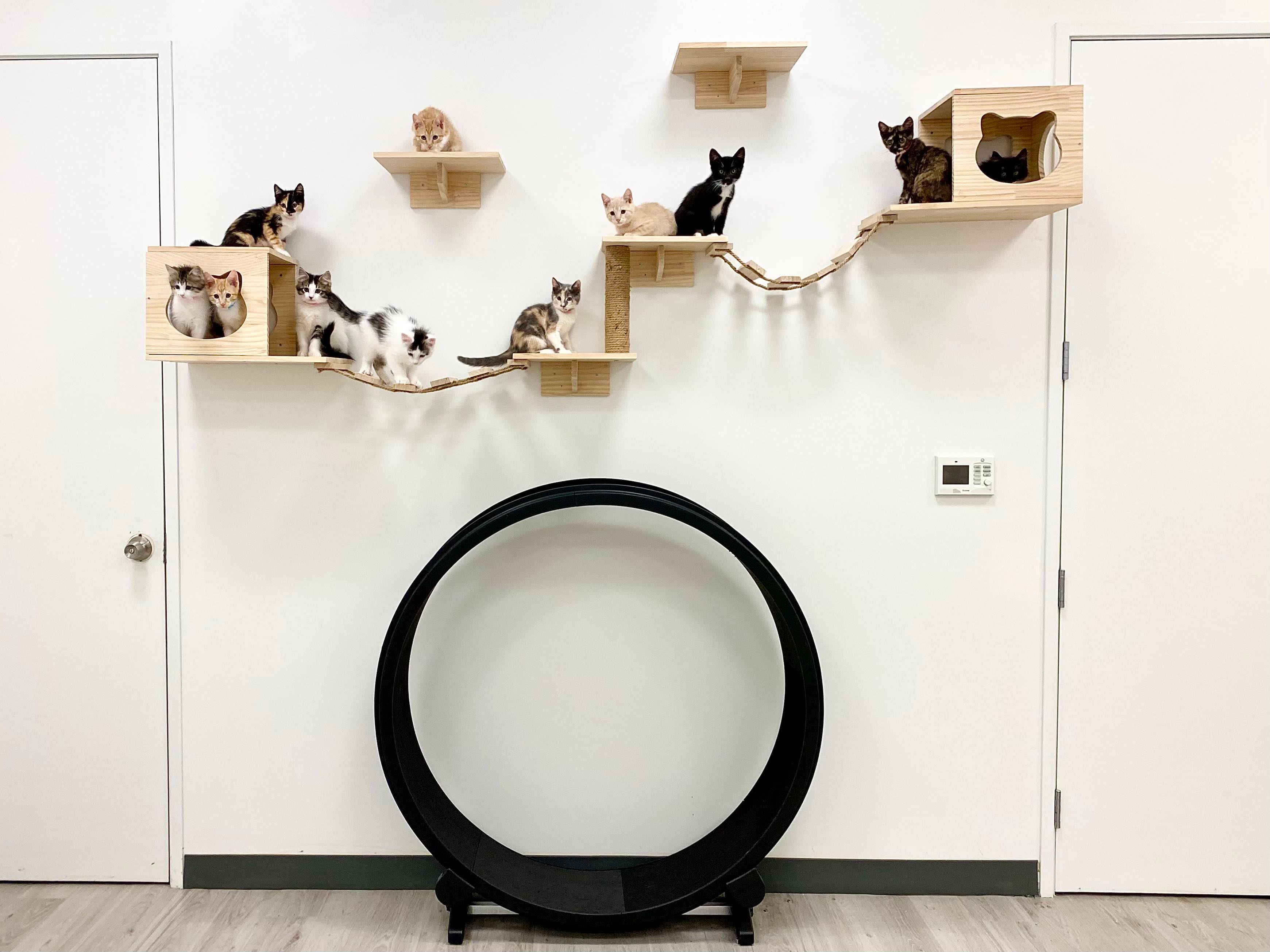 Kitten Lounge & Adoption Center at Stoneridge Shopping Center – Mini ...