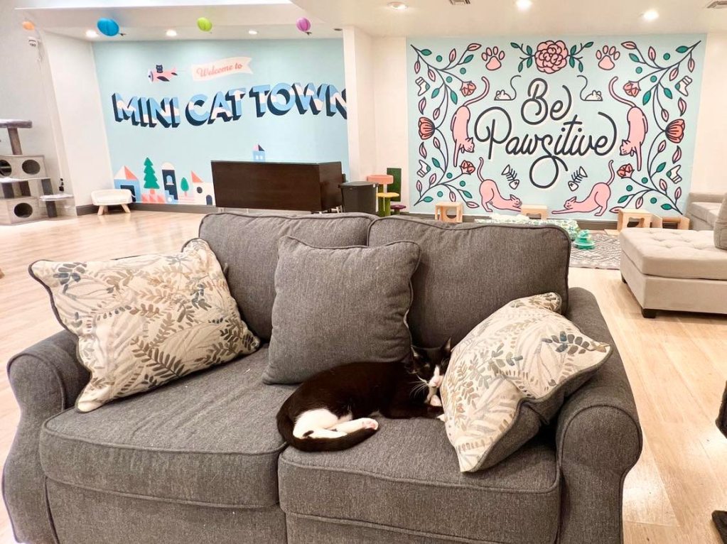 Kitten Lounge & Adoption Center at Santa Rosa Plaza – Mini Cat Town
